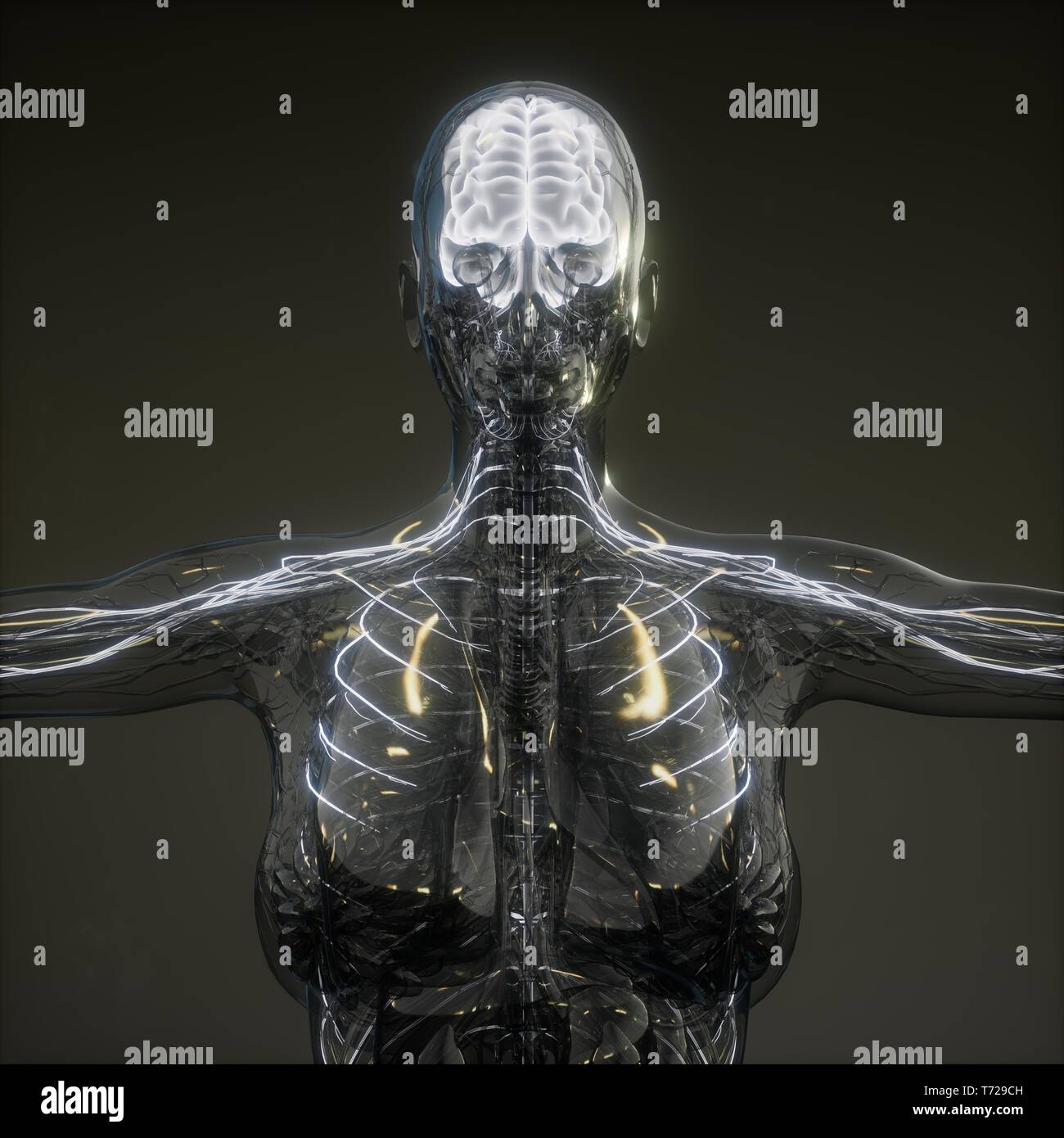 Human Brain Radiology Exam Stock Photo - Alamy