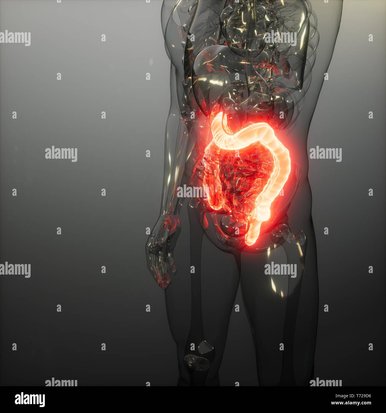 Human Colon Radiology Exam Stock Photo - Alamy