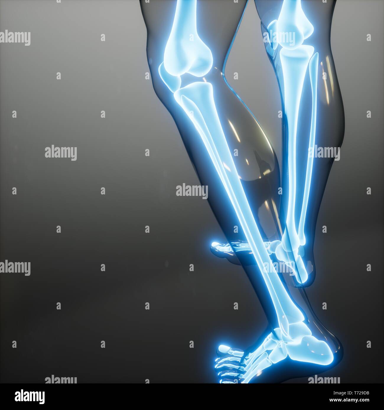 Transparent Human Body with Visible Bones Stock Photo - Alamy