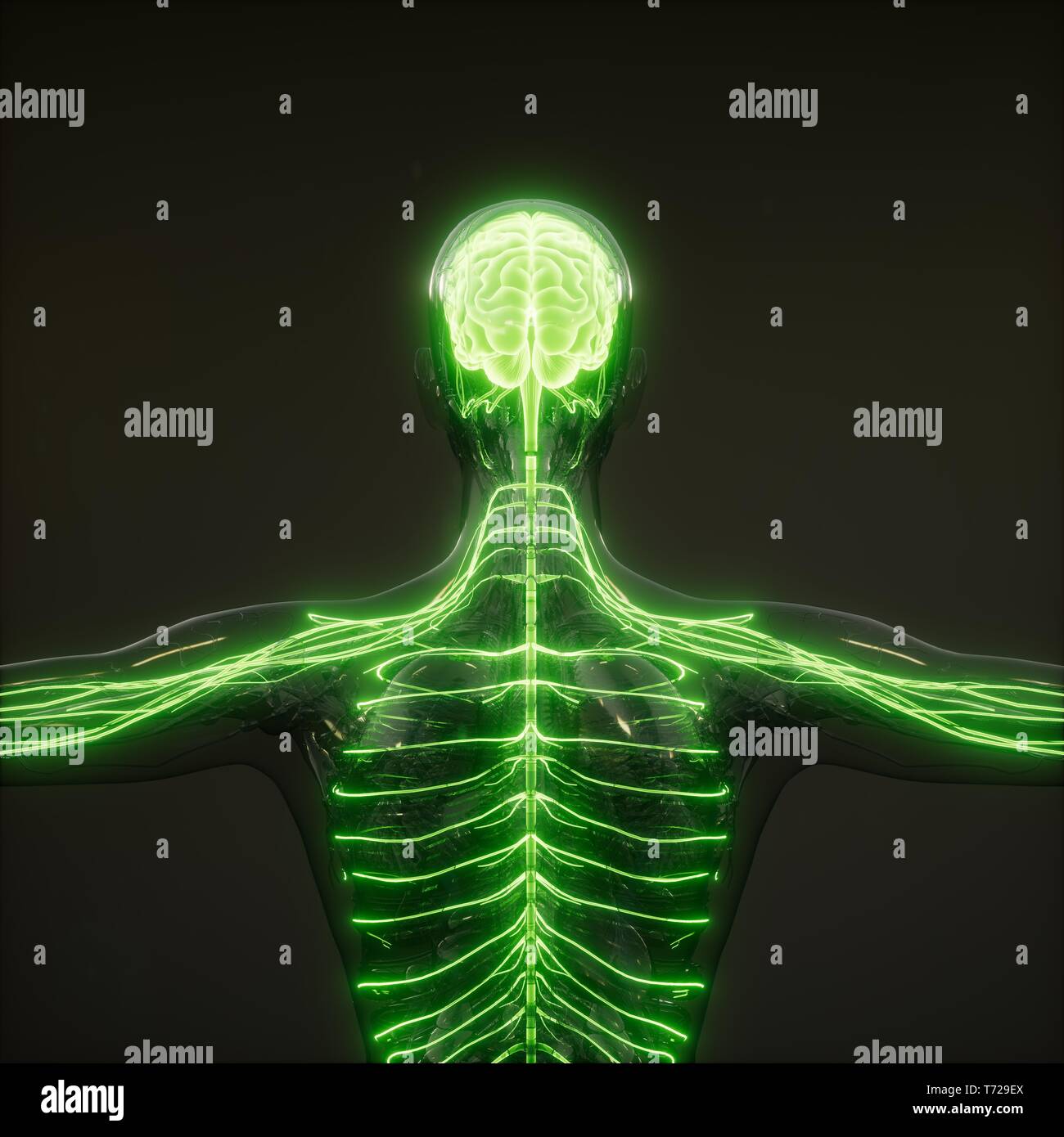 Human Brain Radiology Exam Stock Photo - Alamy