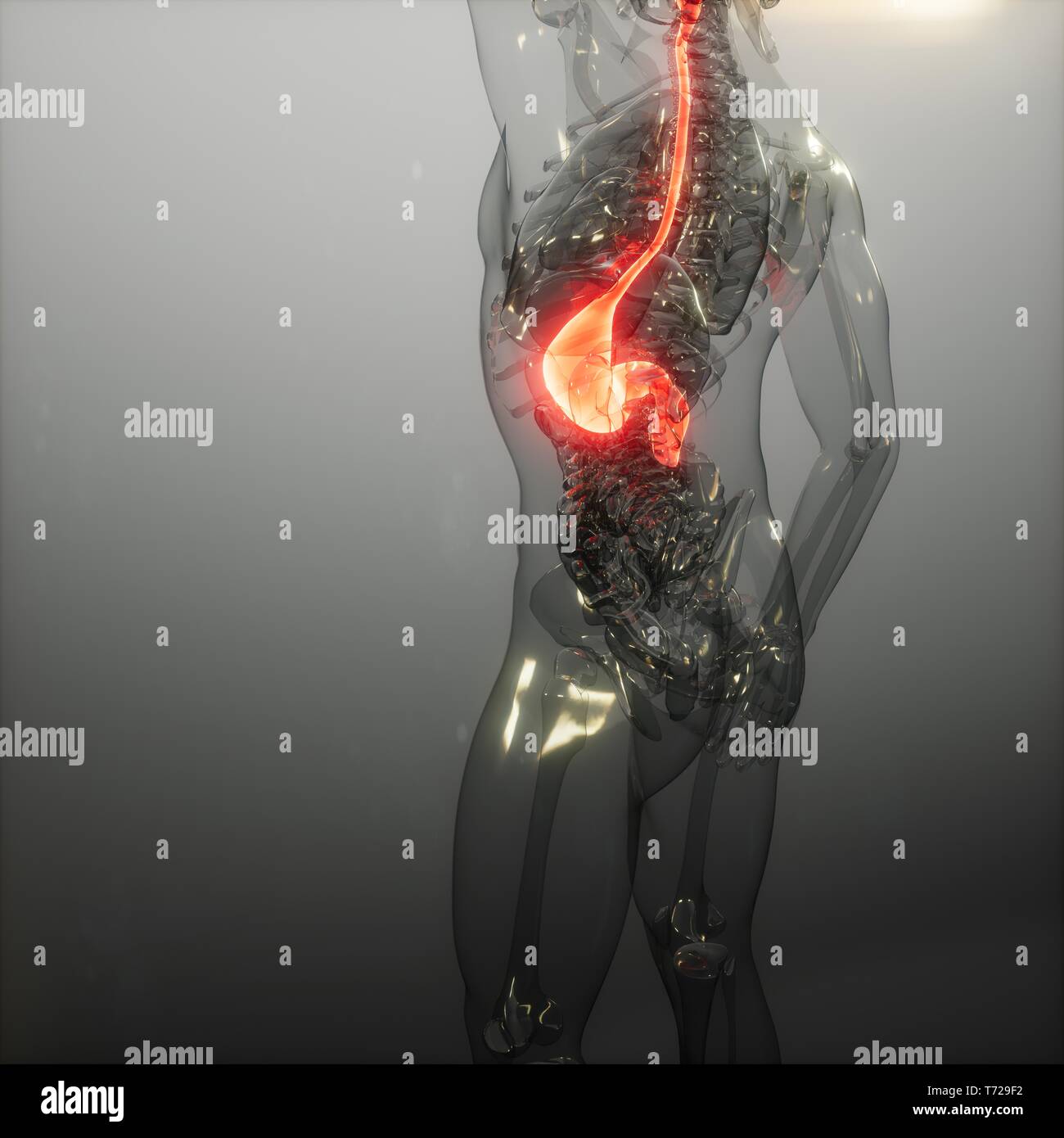 Human Stomach Radiology Exam Stock Photo - Alamy