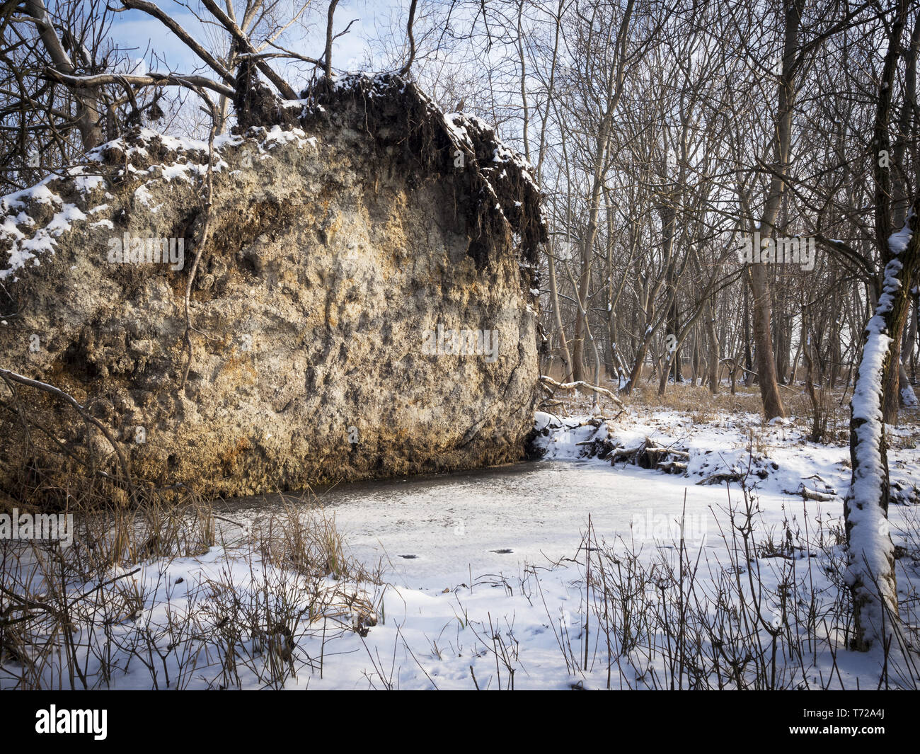 Fallen tree in storm hi-res stock photography and images - Alamy