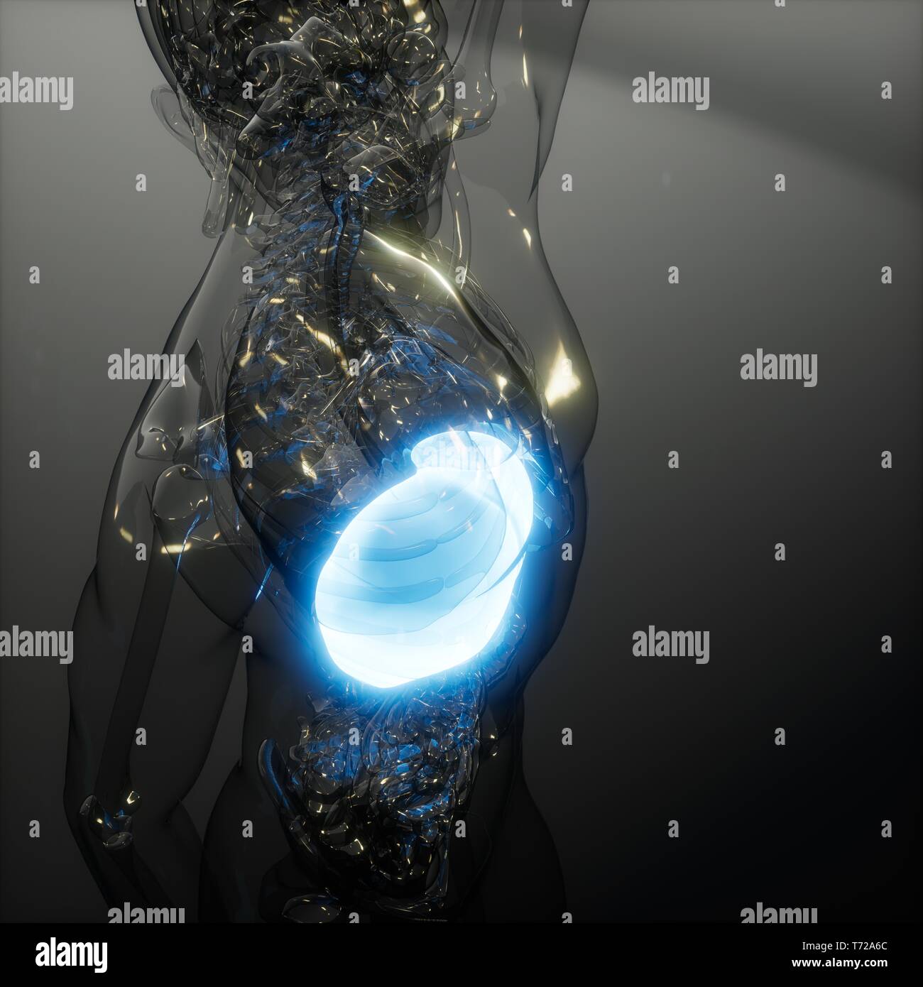 Human Liver Radiology Exam Stock Photo - Alamy