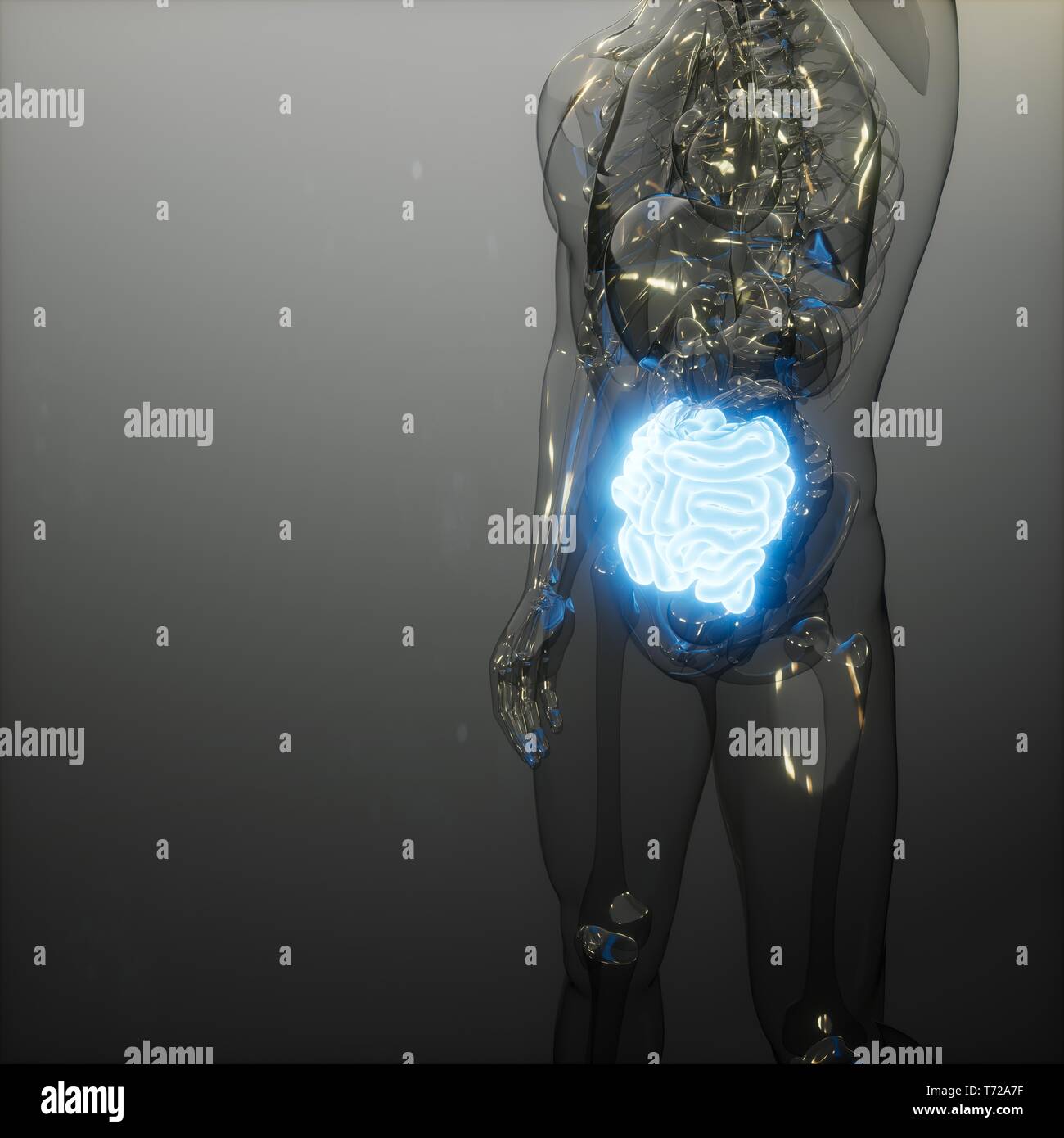 Human Small Intestine Radiology Exam Stock Photo - Alamy