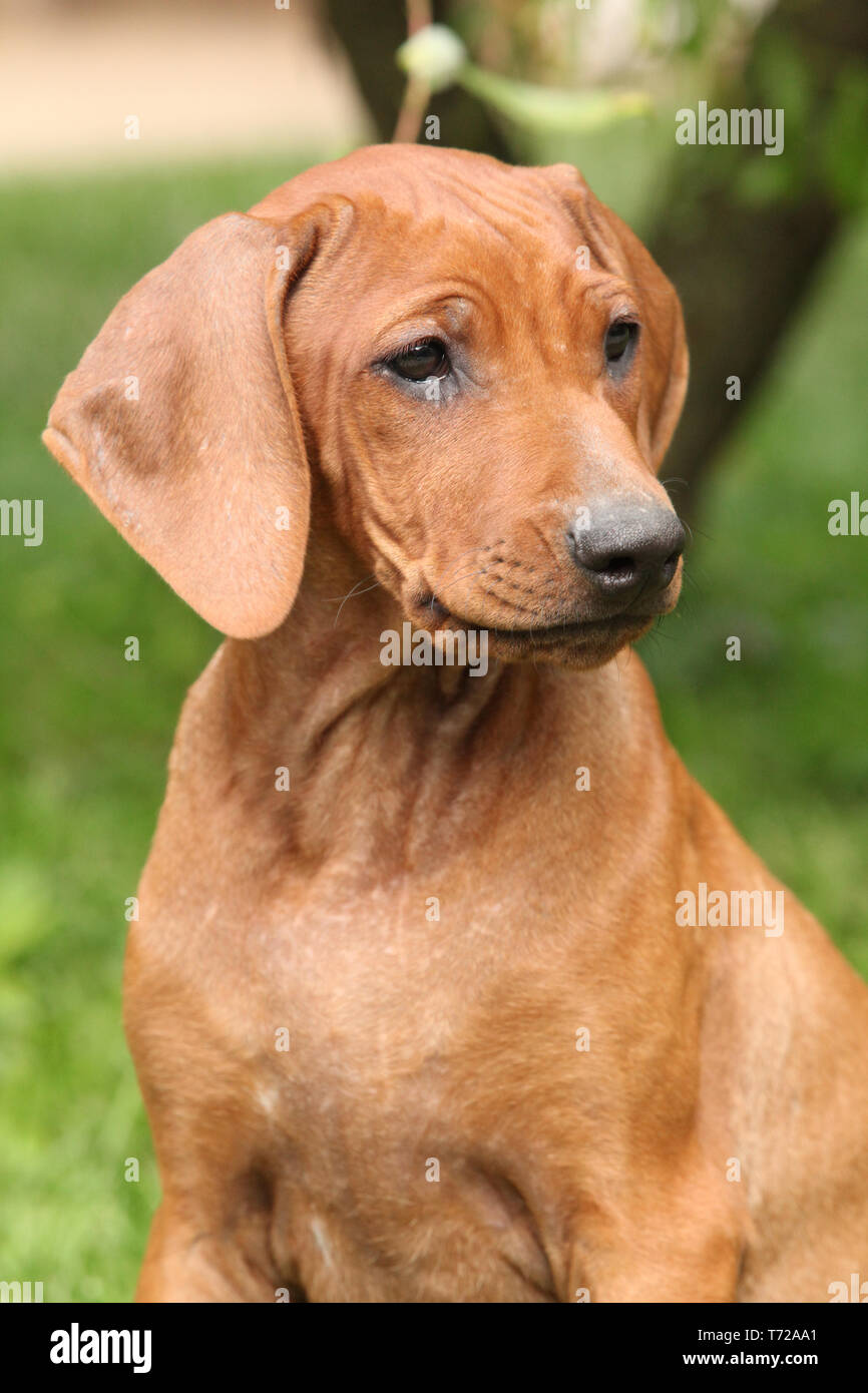Beautiful Rhodesian ridgeback puppy in the garden Stock Photo - Alamy