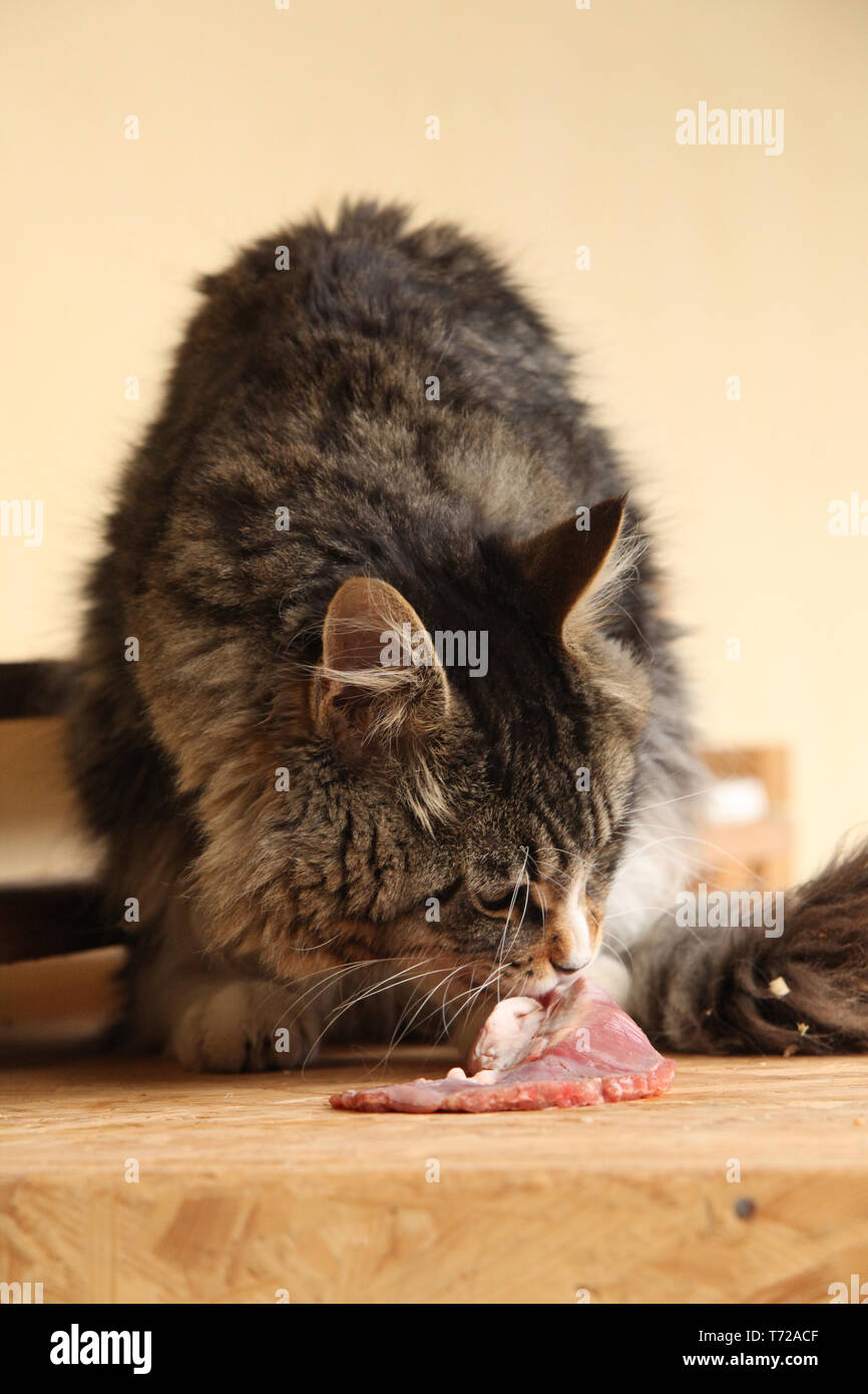 Beautiful cat eating fresh meat outside Stock Photo - Alamy