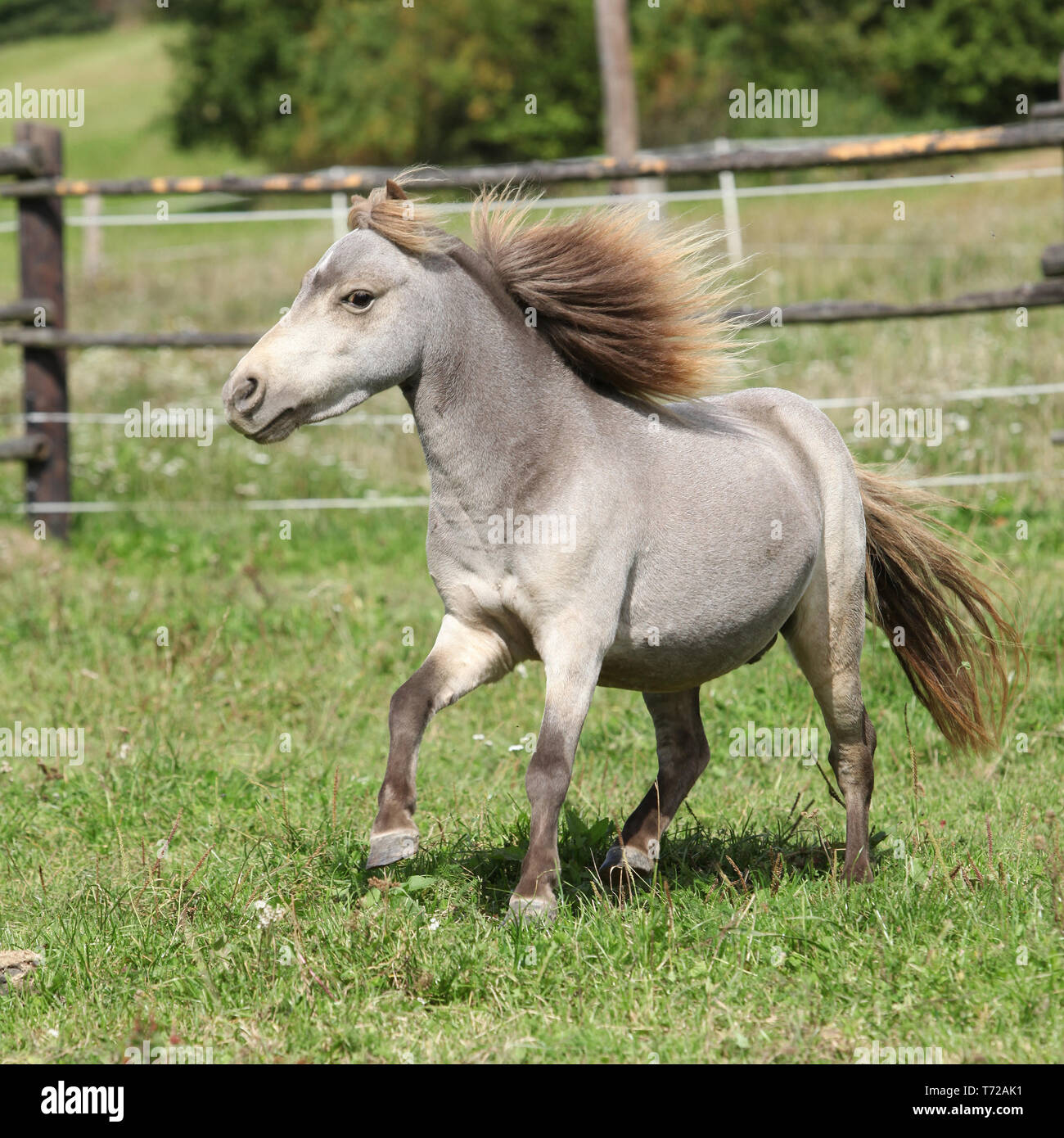 American miniature horse stallion running on pasture Stock Photo - Alamy
