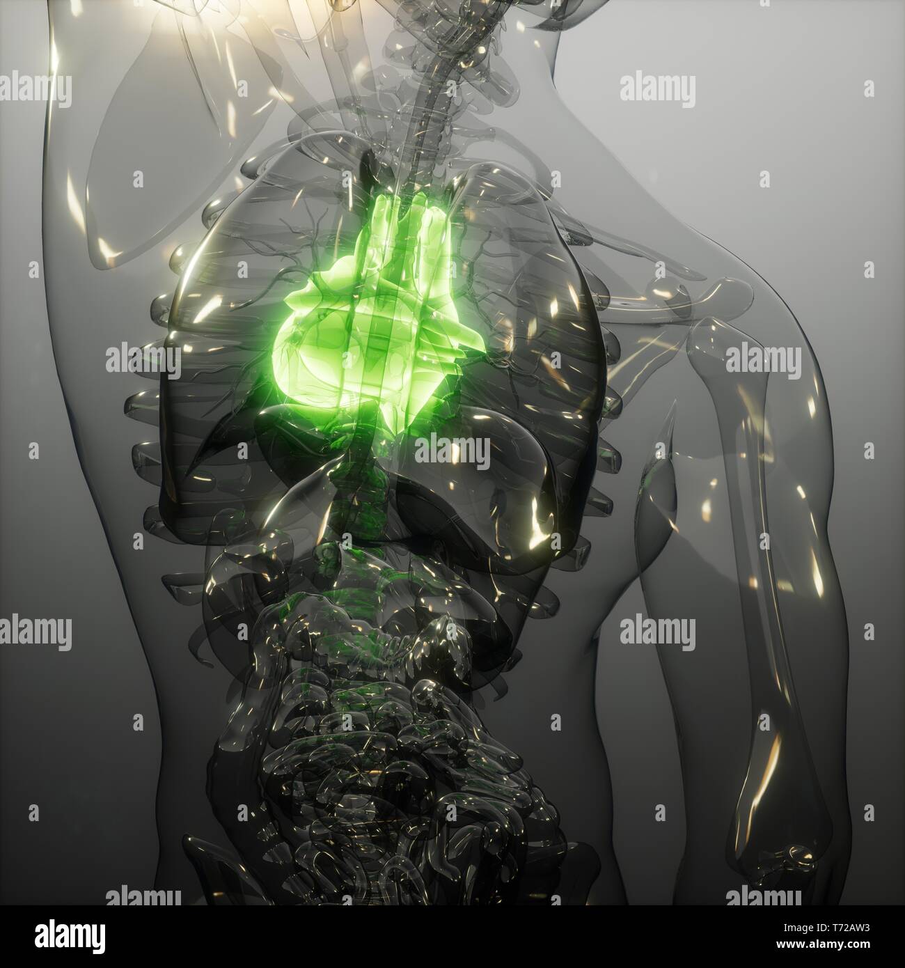 Human Heart Radiology Exam Stock Photo - Alamy