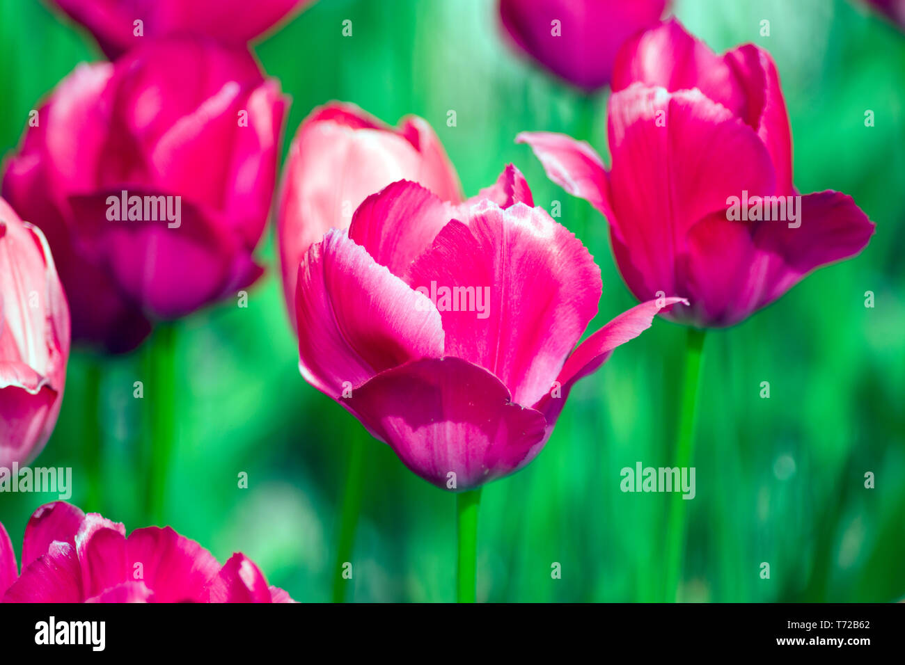 Tulip Lady Van Eijk Stock Photo - Alamy