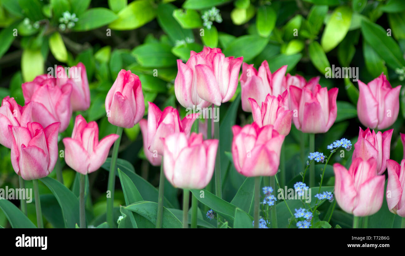 Lydia rose hi-res stock photography and images - Alamy