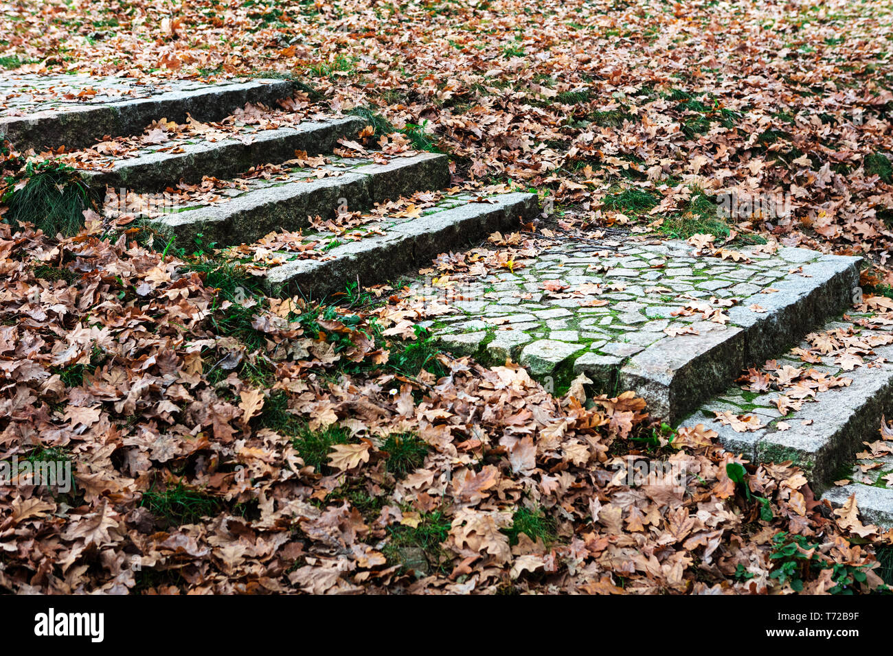 stair path through fall colored leaves Stock Photo - Alamy