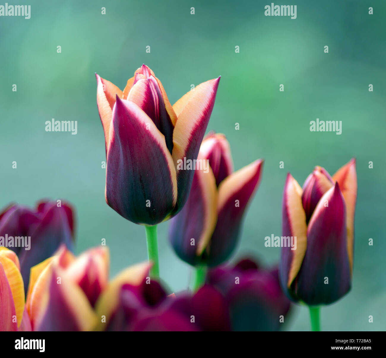 Tulip slawa hi-res stock photography and images - Alamy