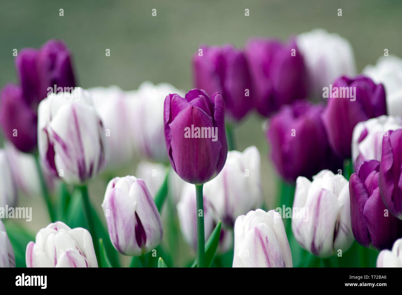 Tulips Flaming Flag (white) and Purple Flag Stock Photo - Alamy