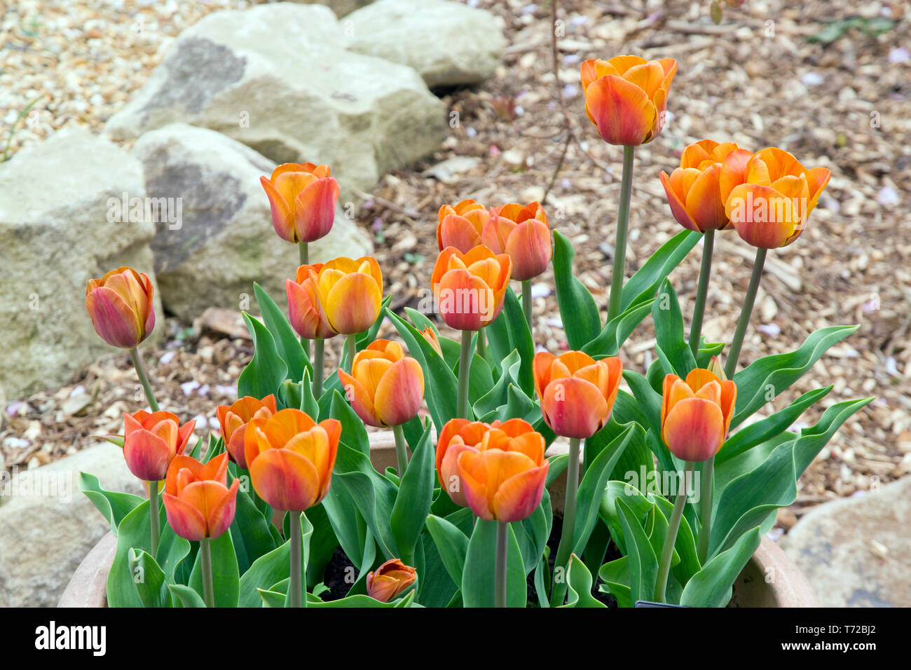 Tulip cairo hi-res stock photography and images - Alamy