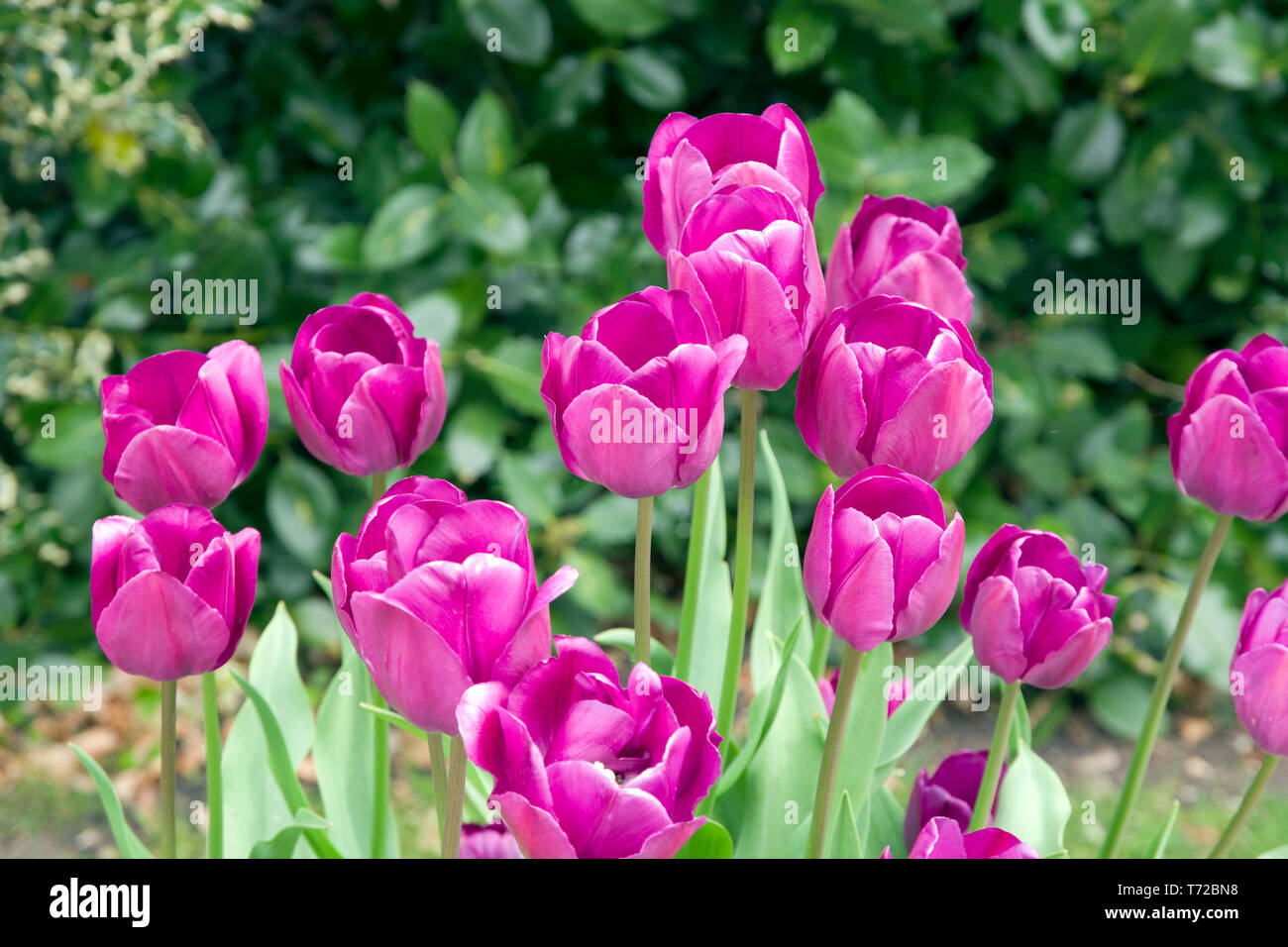 Tulipa negrita hi-res stock photography and images - Alamy