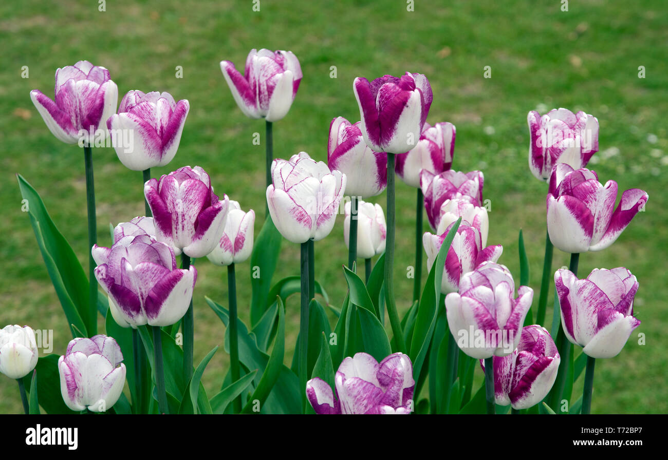 Shiun hi-res stock photography and images - Alamy