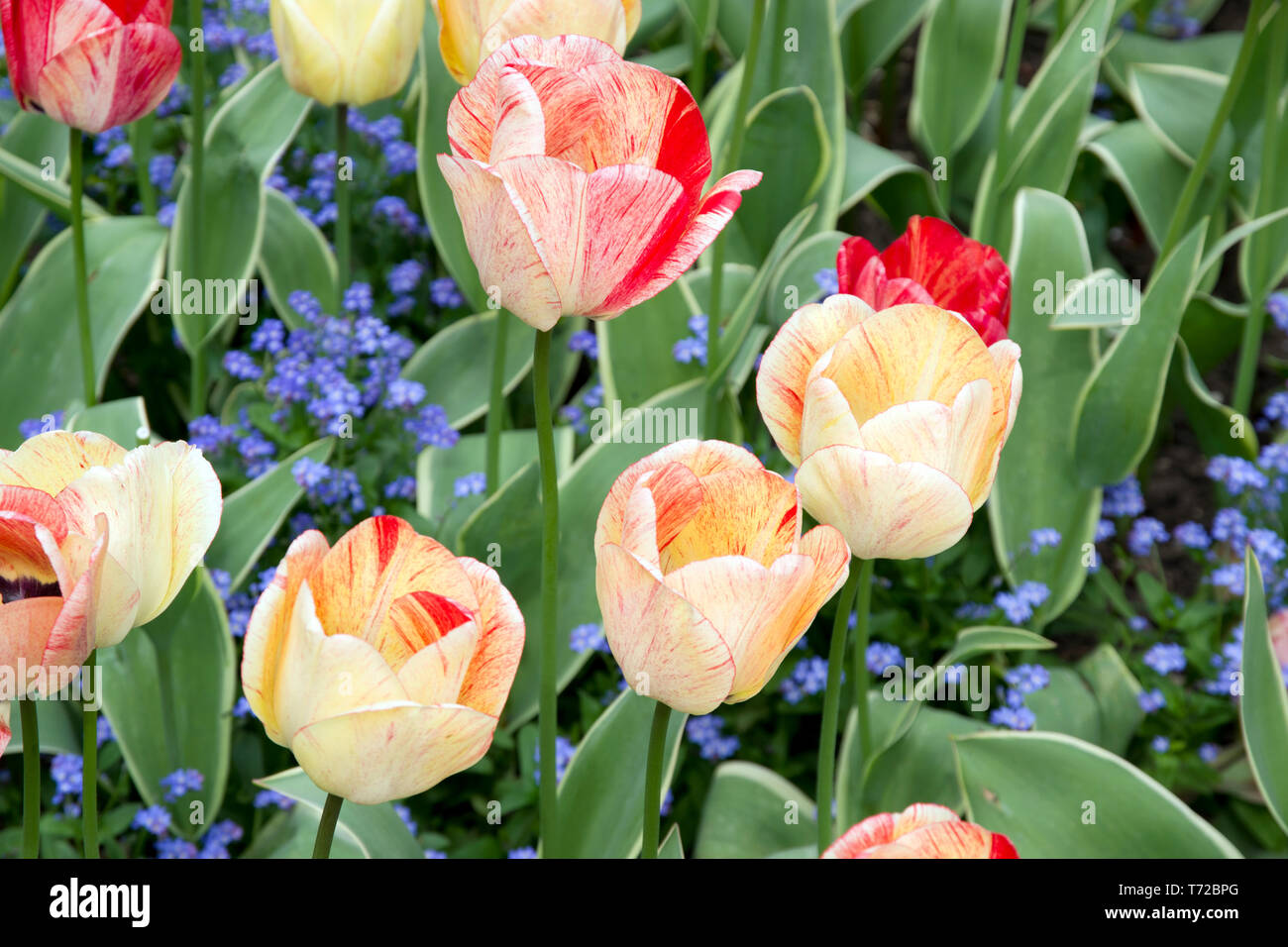The silver stream the silver stream hi-res stock photography and images ...