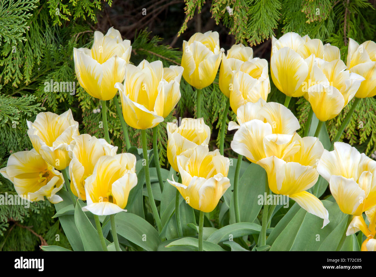 Tulip Cream Cocktail Stock Photo - Alamy