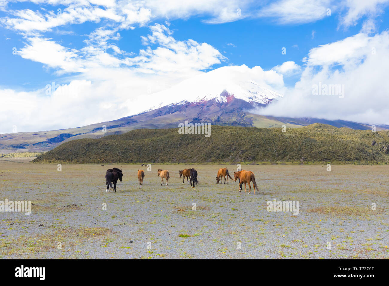 wild horses in national park of volcano Cotopaxi Stock Photo - Alamy