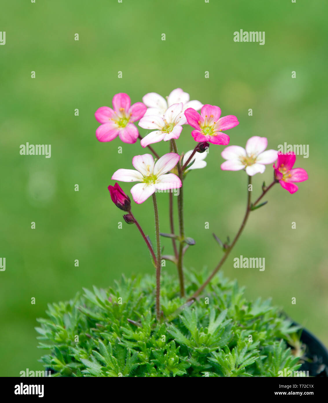 Spring elf hi-res stock photography and images - Alamy