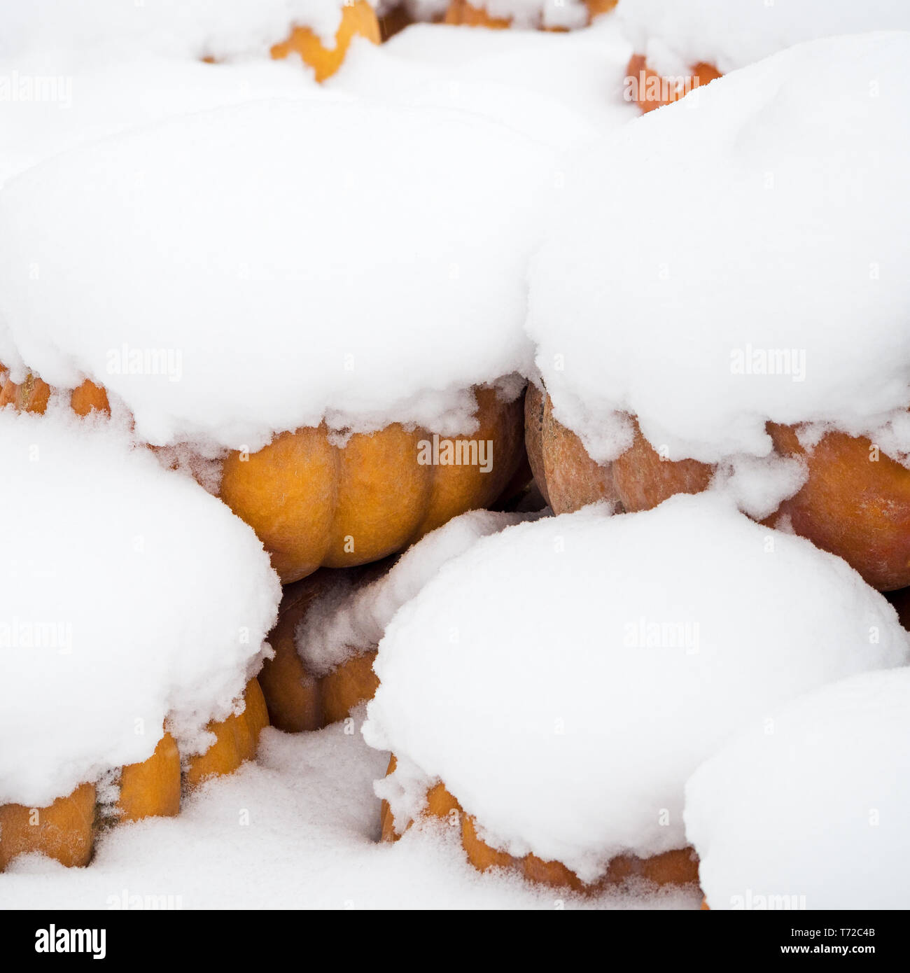 Pumpkin covered hi-res stock photography and images - Alamy