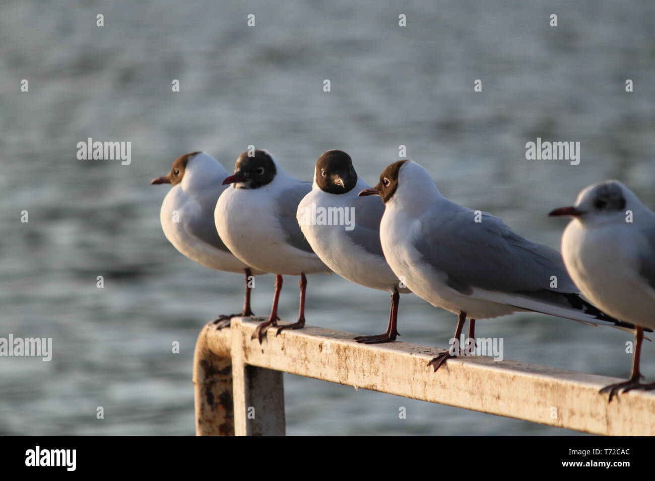 Conversation of birds hi-res stock photography and images - Alamy