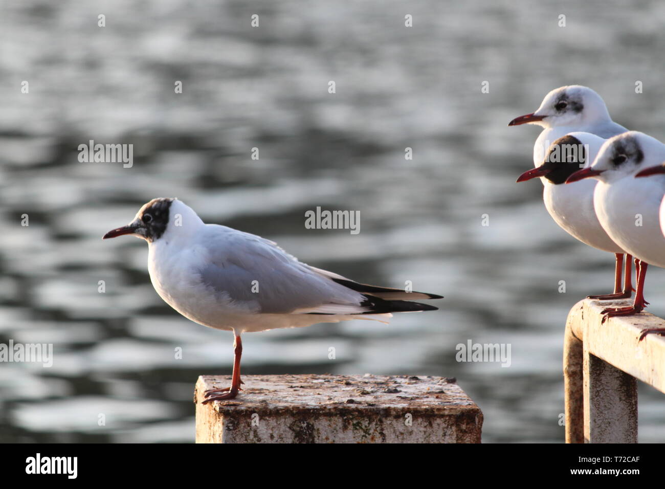 Were watching you! Stock Photo - Alamy