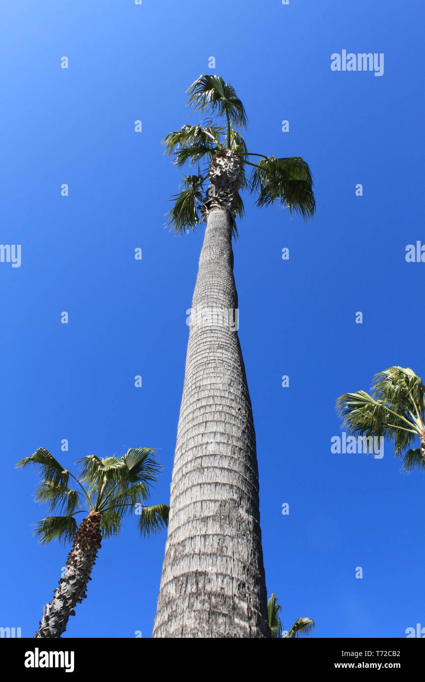 Santa monica palm trees hi-res stock photography and images - Alamy
