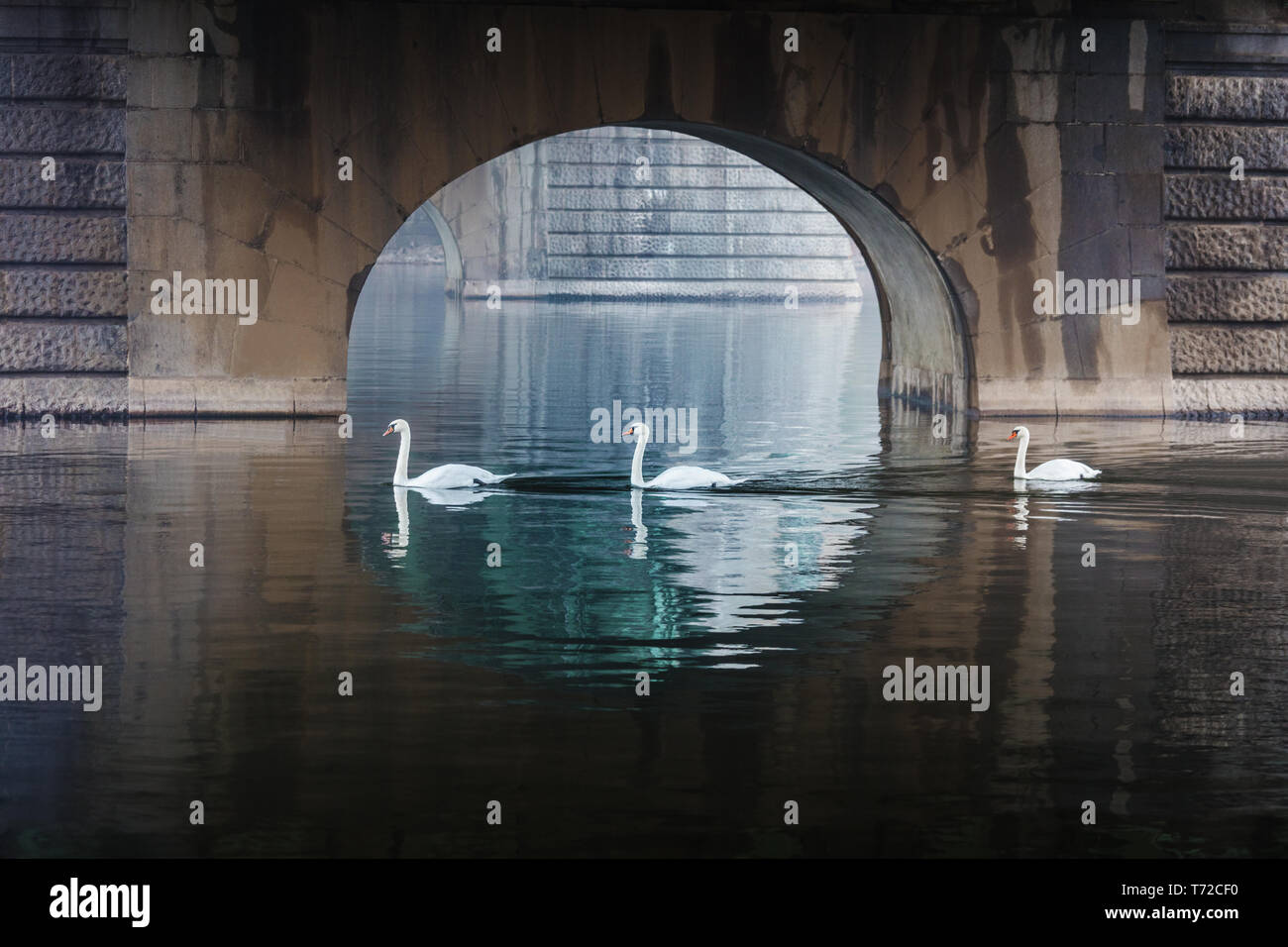 three swans under the bridge Stock Photo - Alamy