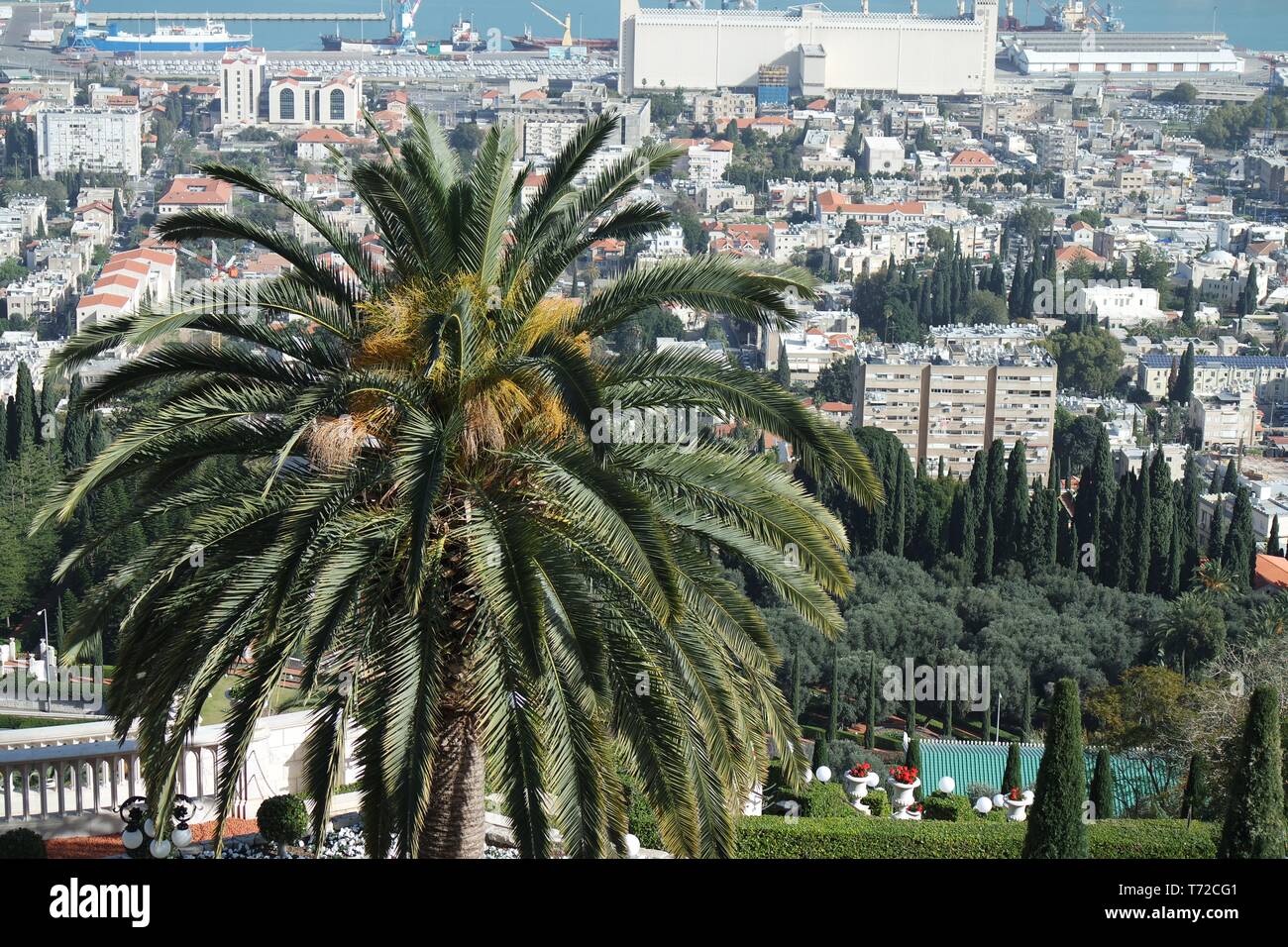 Date palm in front of Haifa, Israel Stock Photo - Alamy