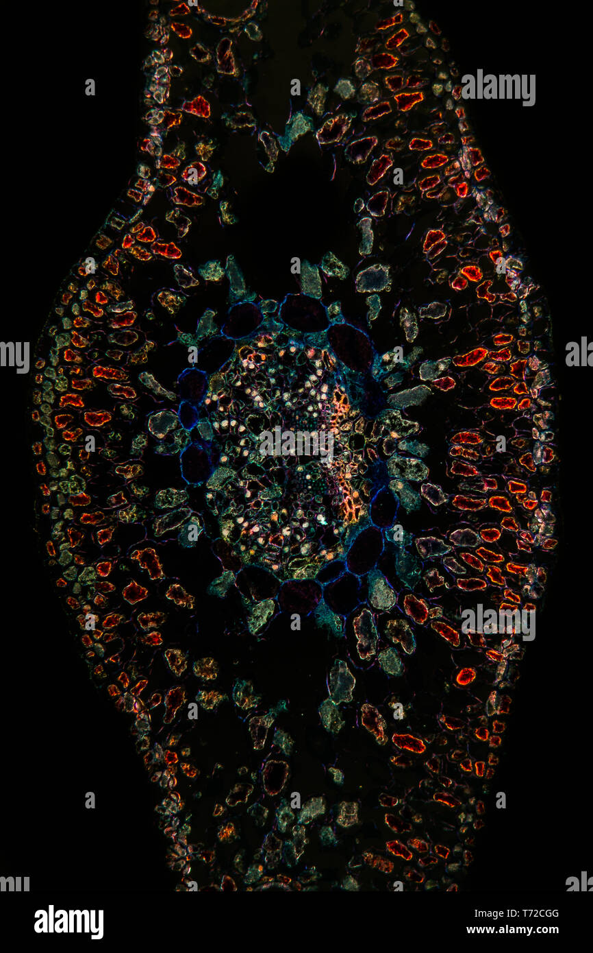 Pine needle cross section hi-res stock photography and images - Alamy