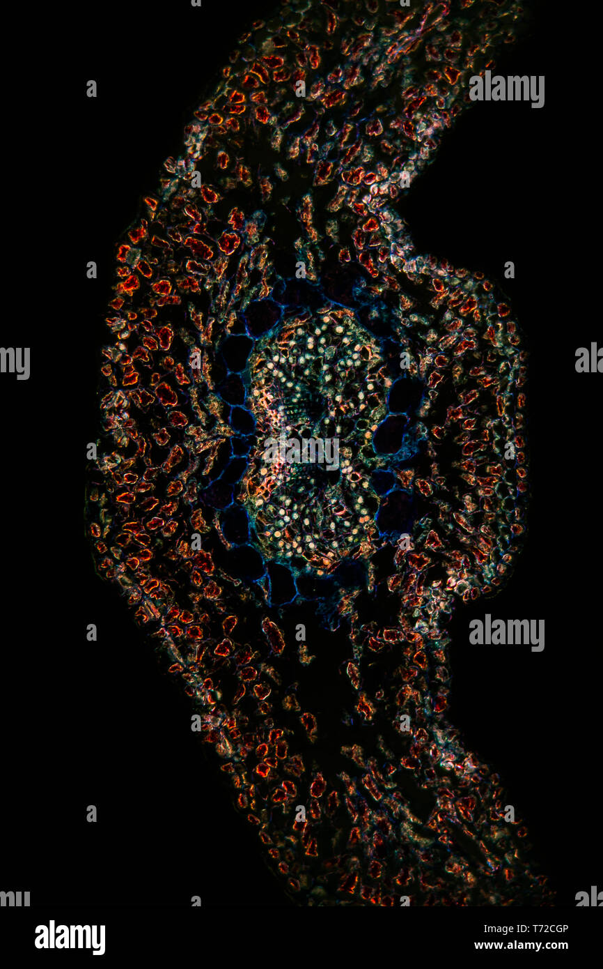 Pine needle cross section 100x Stock Photo - Alamy