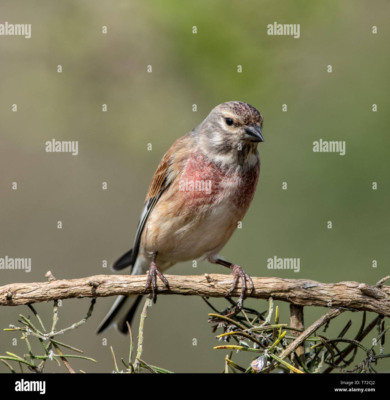 Linnet on rosemary branch hi-res stock photography and images - Alamy