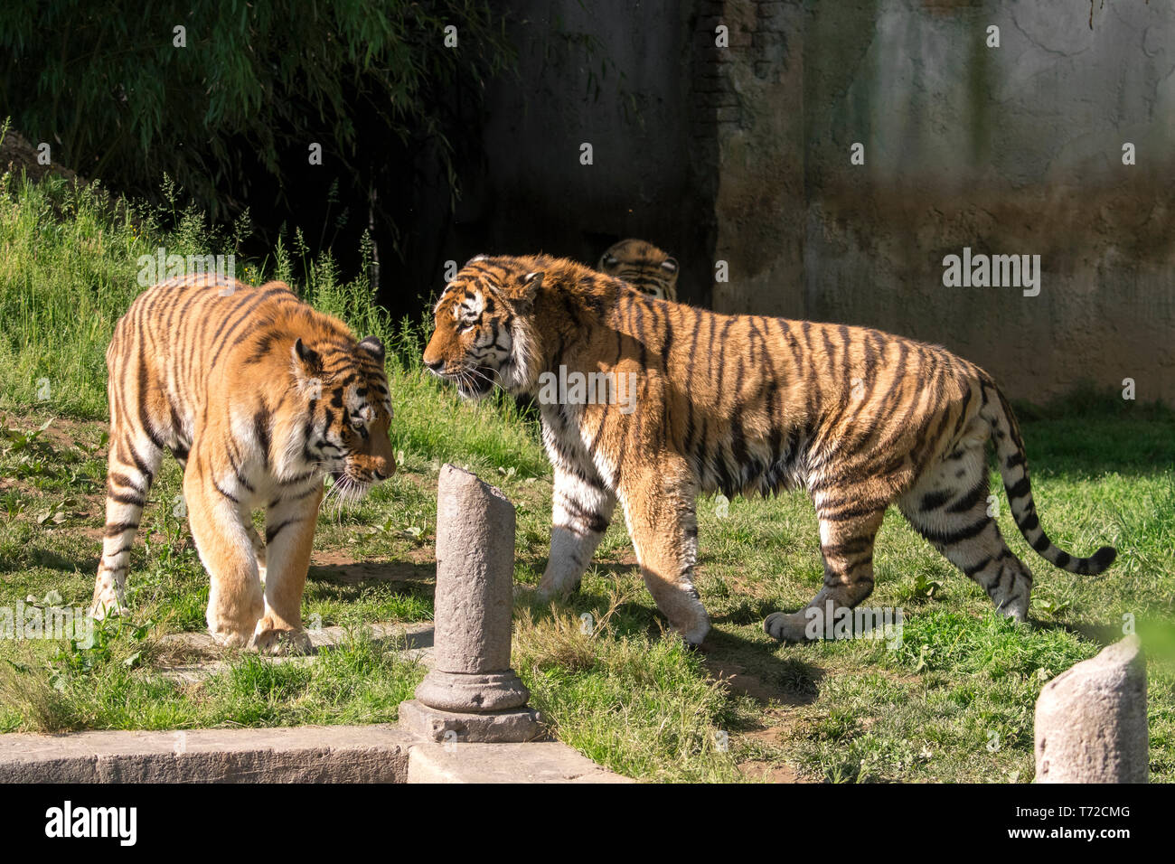 Two white tigers fighting hi-res stock photography and images - Alamy