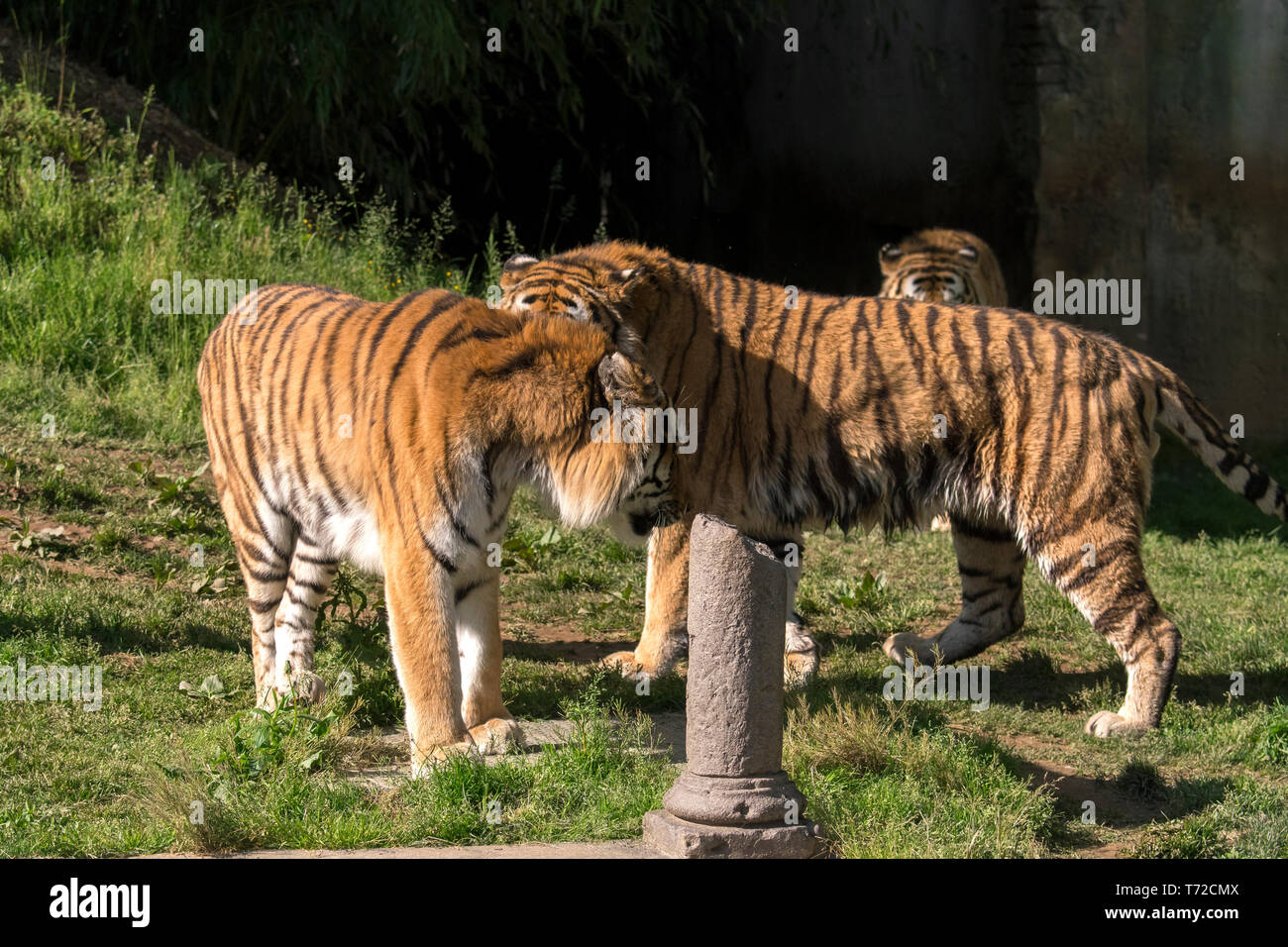 Two white tigers fighting hi-res stock photography and images - Alamy