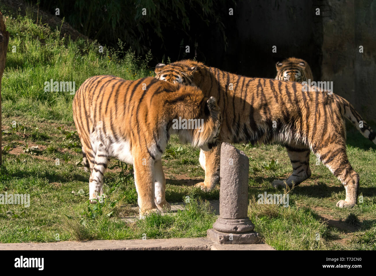 two tigers fight in a zoo in italy Stock Photo - Alamy