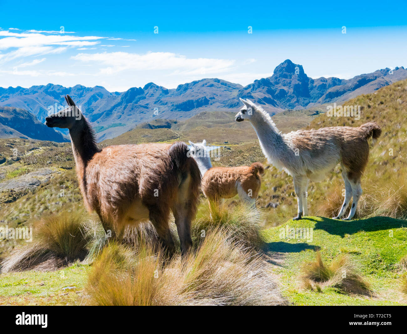 Llamas ecuador hi-res stock photography and images - Alamy