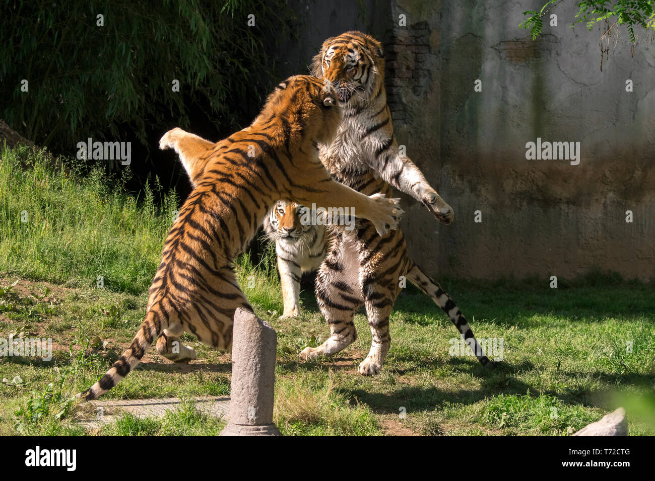 two tigers fight in a zoo in italy Stock Photo - Alamy