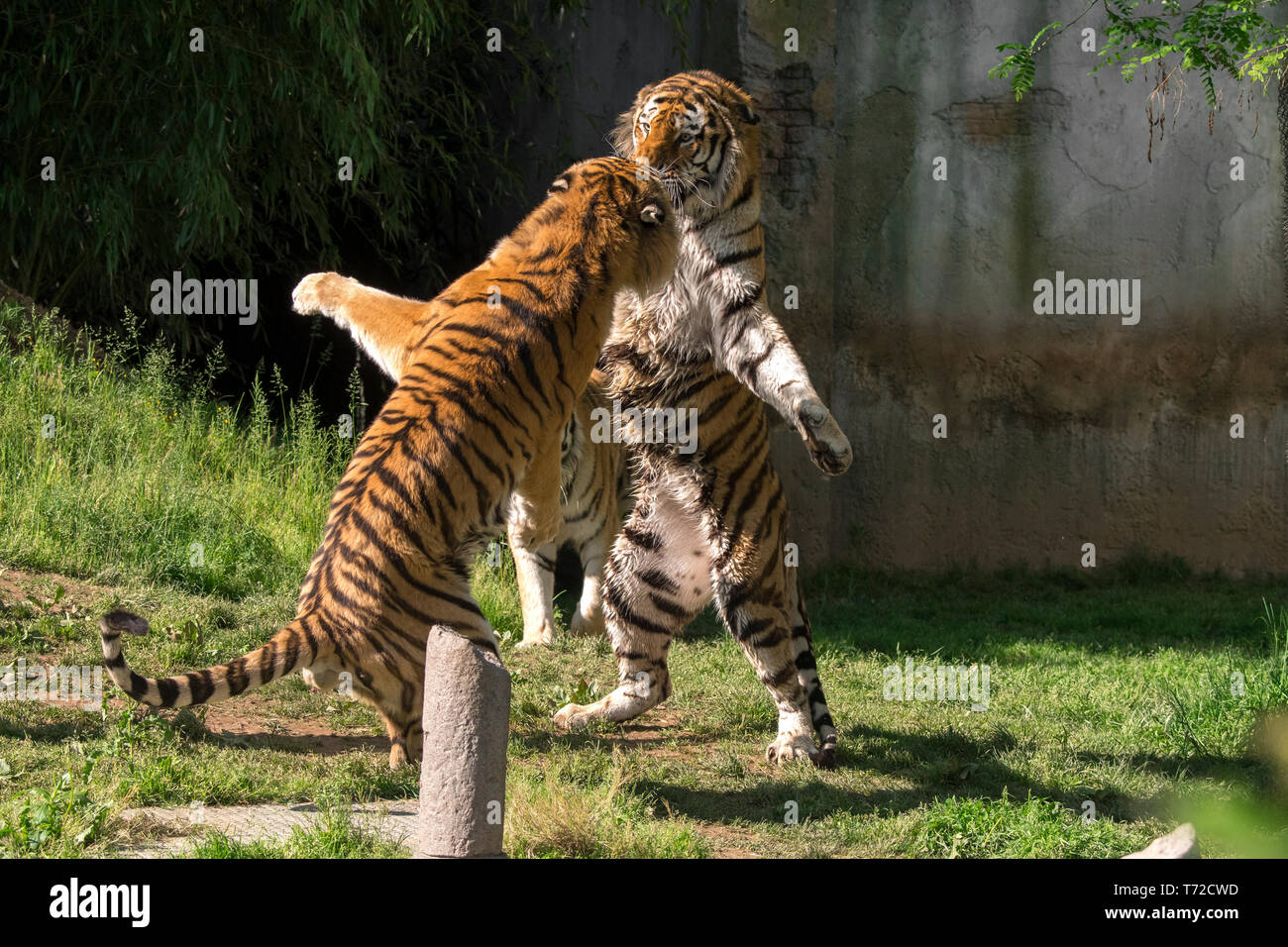 two tigers fight in a zoo in italy Stock Photo - Alamy
