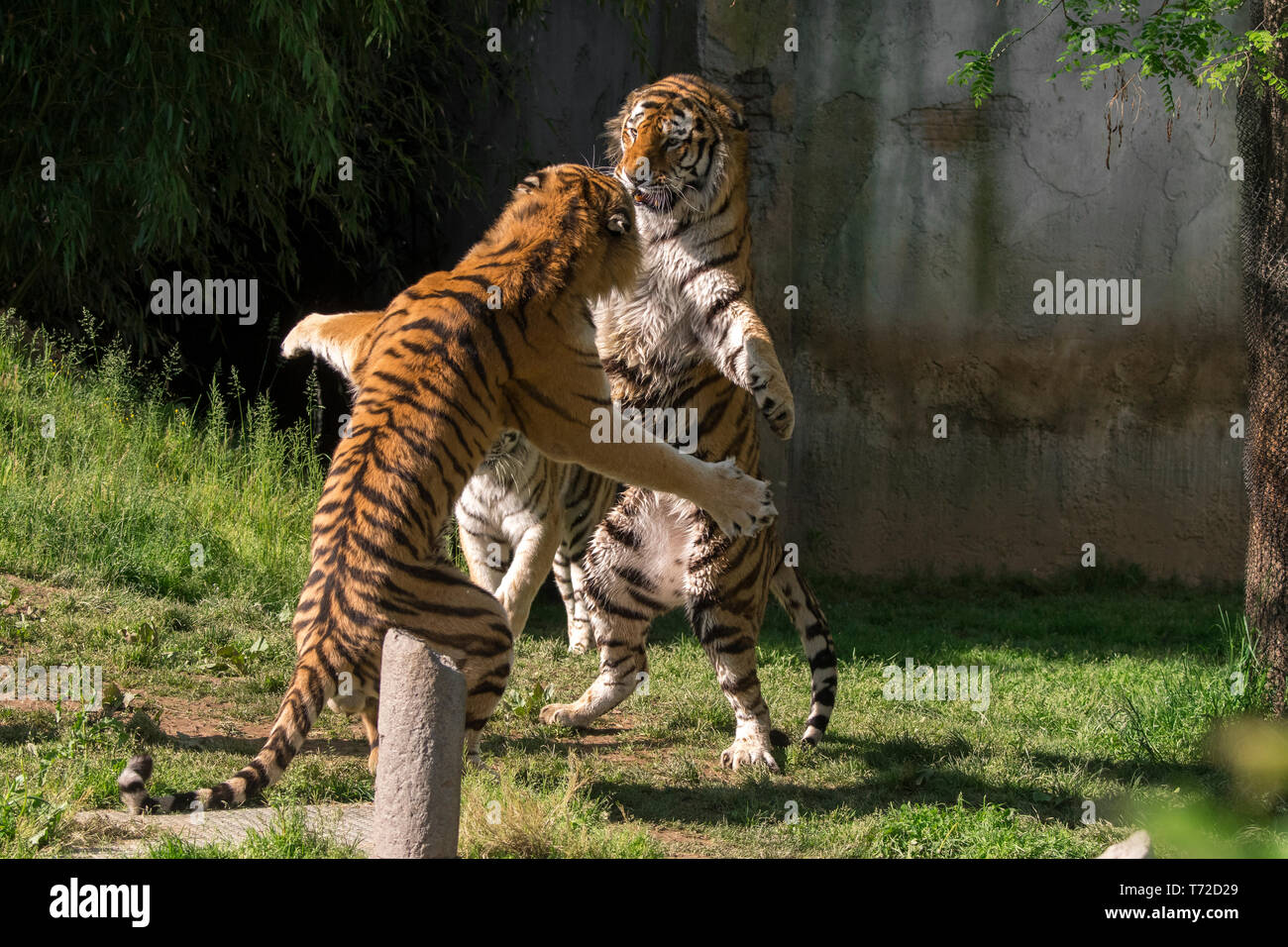 Two white tigers fighting hi-res stock photography and images - Alamy