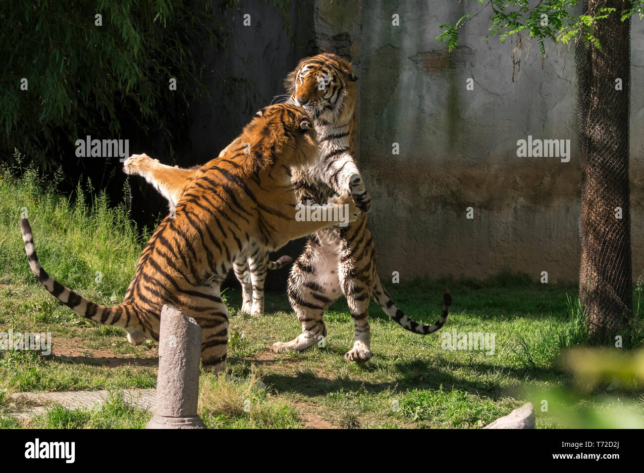 Two white tigers fighting hi-res stock photography and images - Alamy