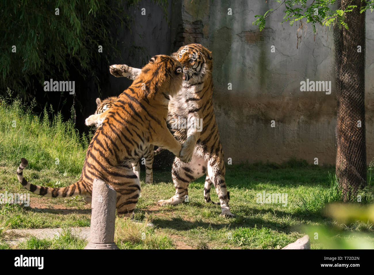 Two white tigers fighting hi-res stock photography and images - Alamy