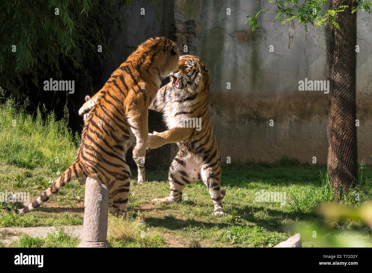 Two white tigers fighting hi-res stock photography and images - Alamy
