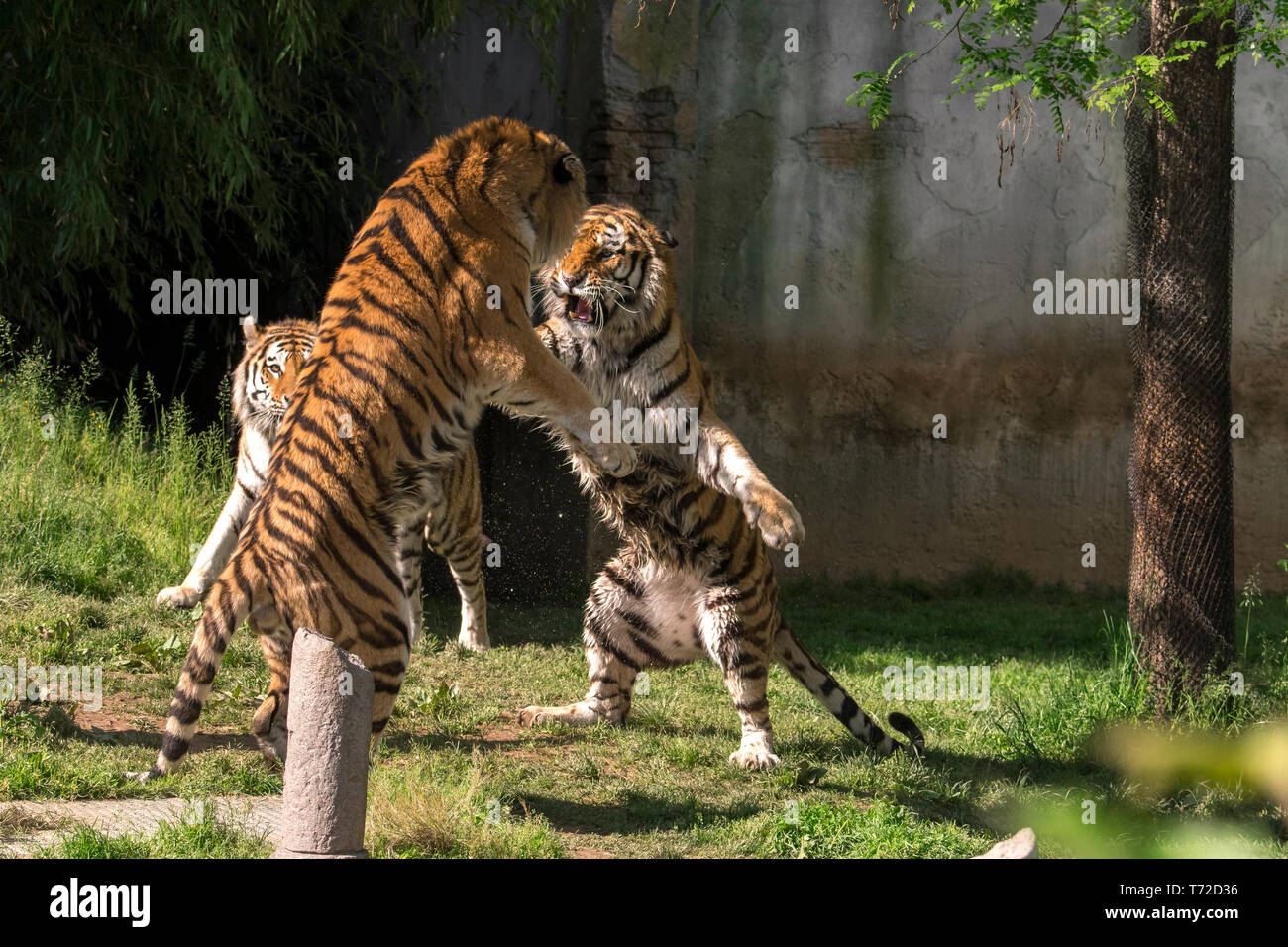 two tigers fight in a zoo in italy Stock Photo - Alamy