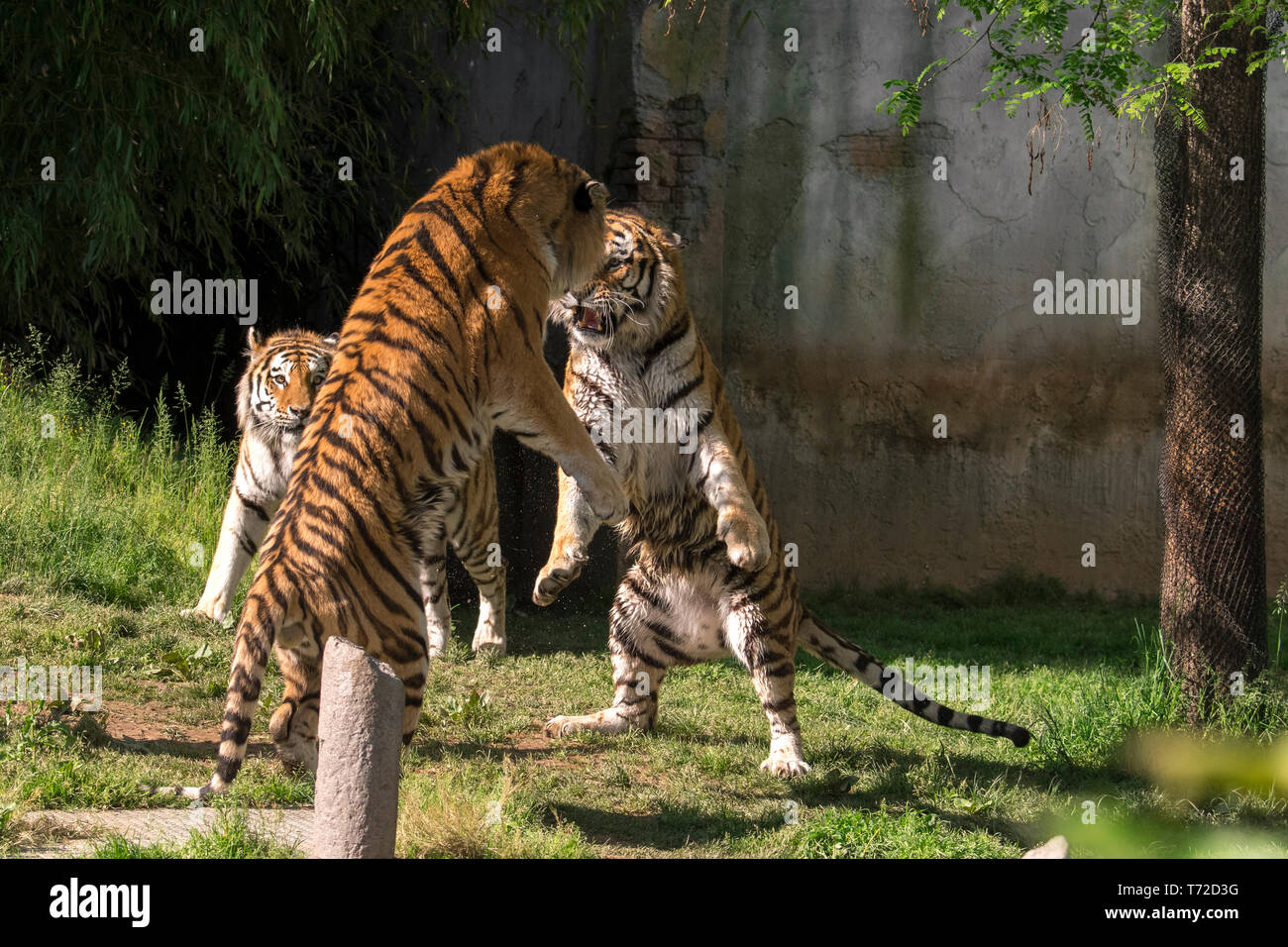 Two white tigers fighting hi-res stock photography and images - Alamy