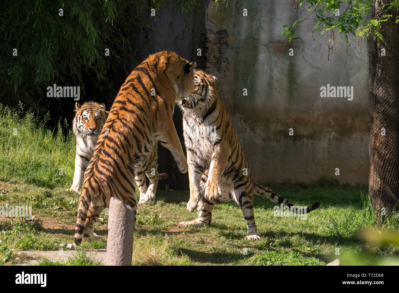 Two white tigers fighting hi-res stock photography and images - Alamy