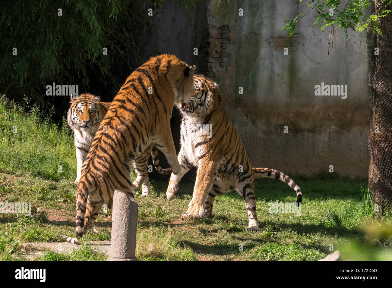 Two white tigers fighting hi-res stock photography and images - Alamy