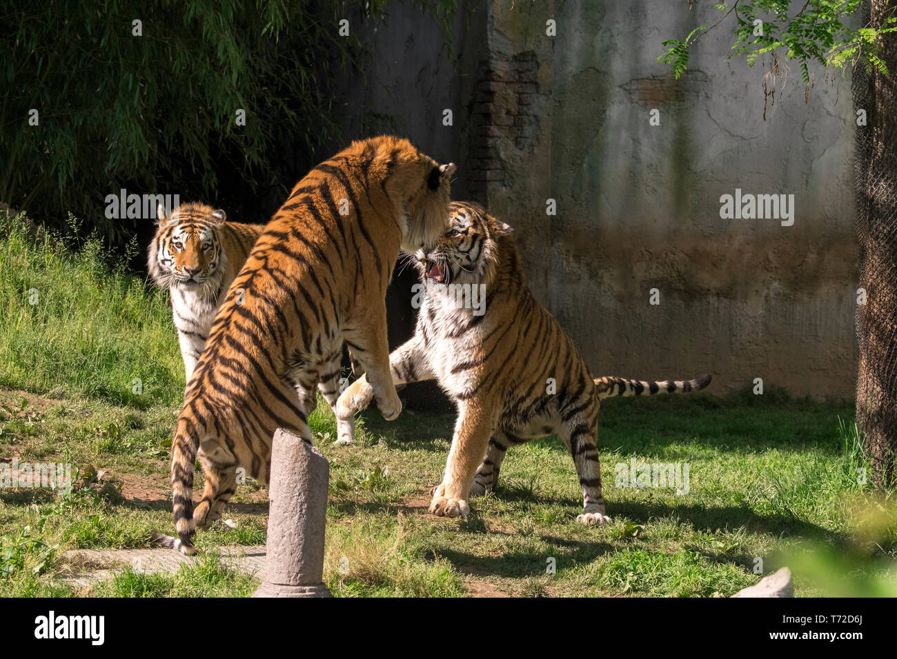 two tigers fight in a zoo in italy Stock Photo - Alamy