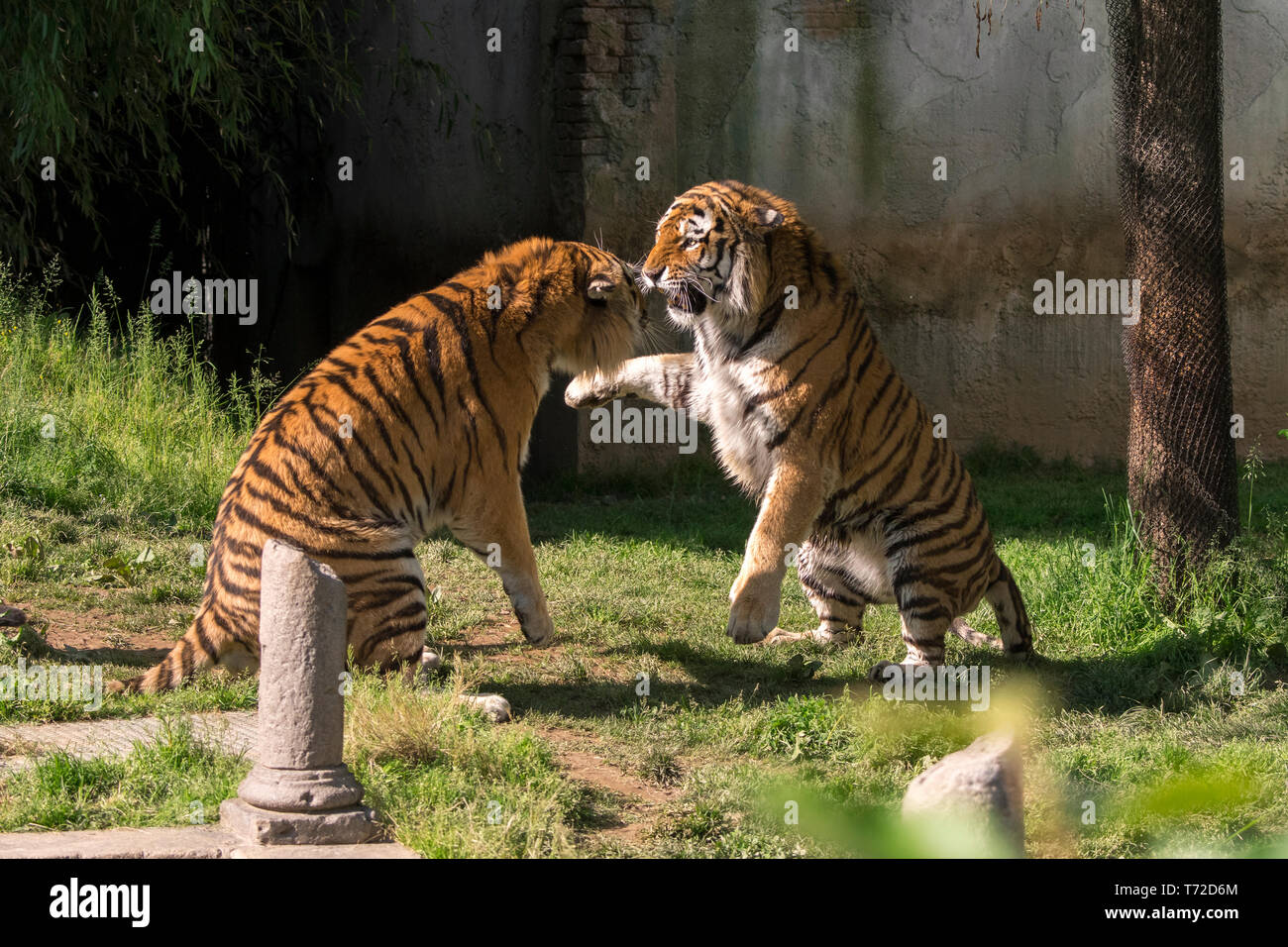 Two white tigers fighting hi-res stock photography and images - Alamy