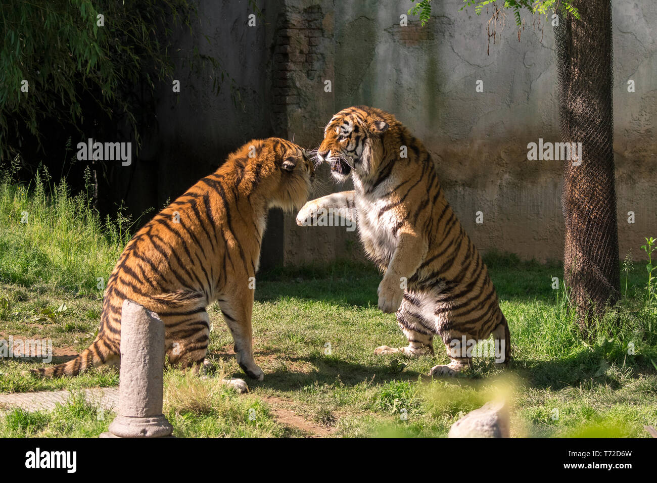 Two white tigers fighting hi-res stock photography and images - Alamy